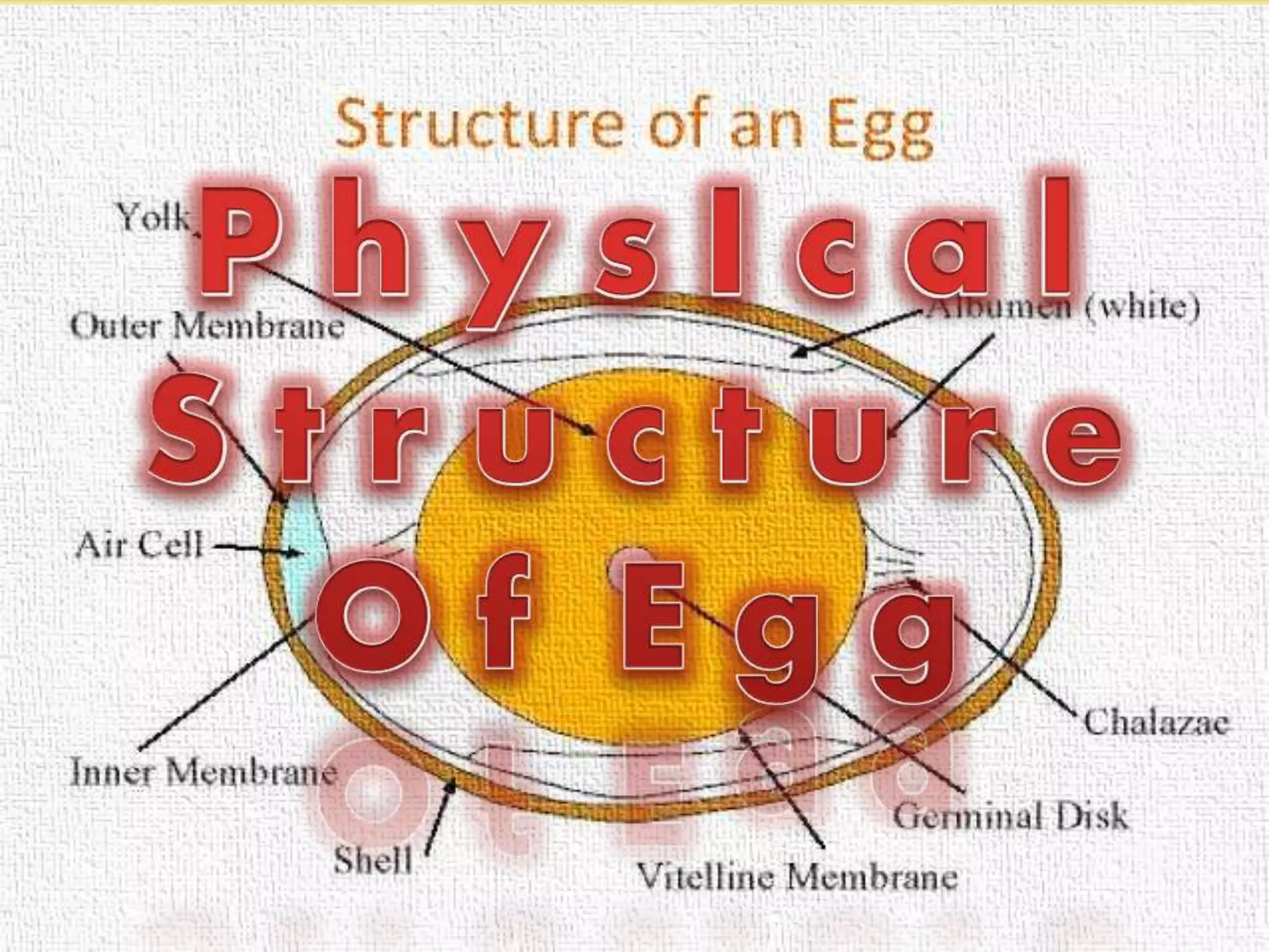 Physical structure and composition of eggs(KNHS) | PPTX