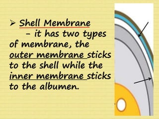 Physical structure and composition of eggs(KNHS) | PPTX