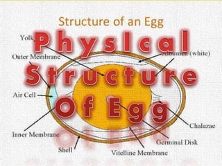 Physical structure and composition of eggs(KNHS) | PPTX