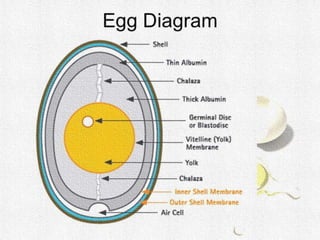 Physical structure and composition of eggs(KNHS) | PPTX