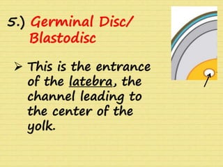 Physical structure and composition of eggs(KNHS) | PPTX
