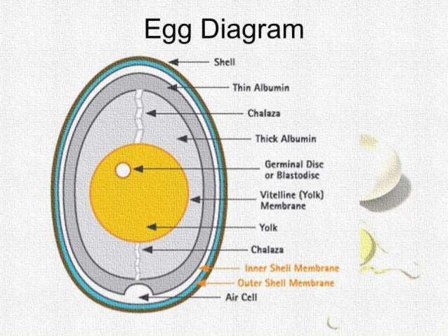 Physical Structure Of Egg