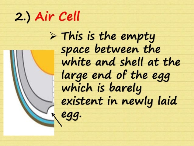 Physical Structure And Composition Of Eggs KNHS Physical Structure And Composition Of Eggs KNHS