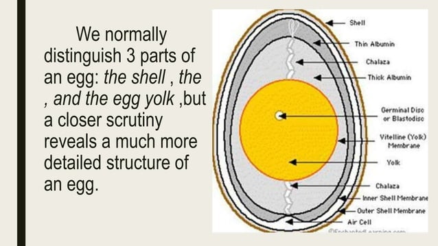 PHYSICAL STRUCTURE OF EGG.pptx | Nutrition | Healthy Living