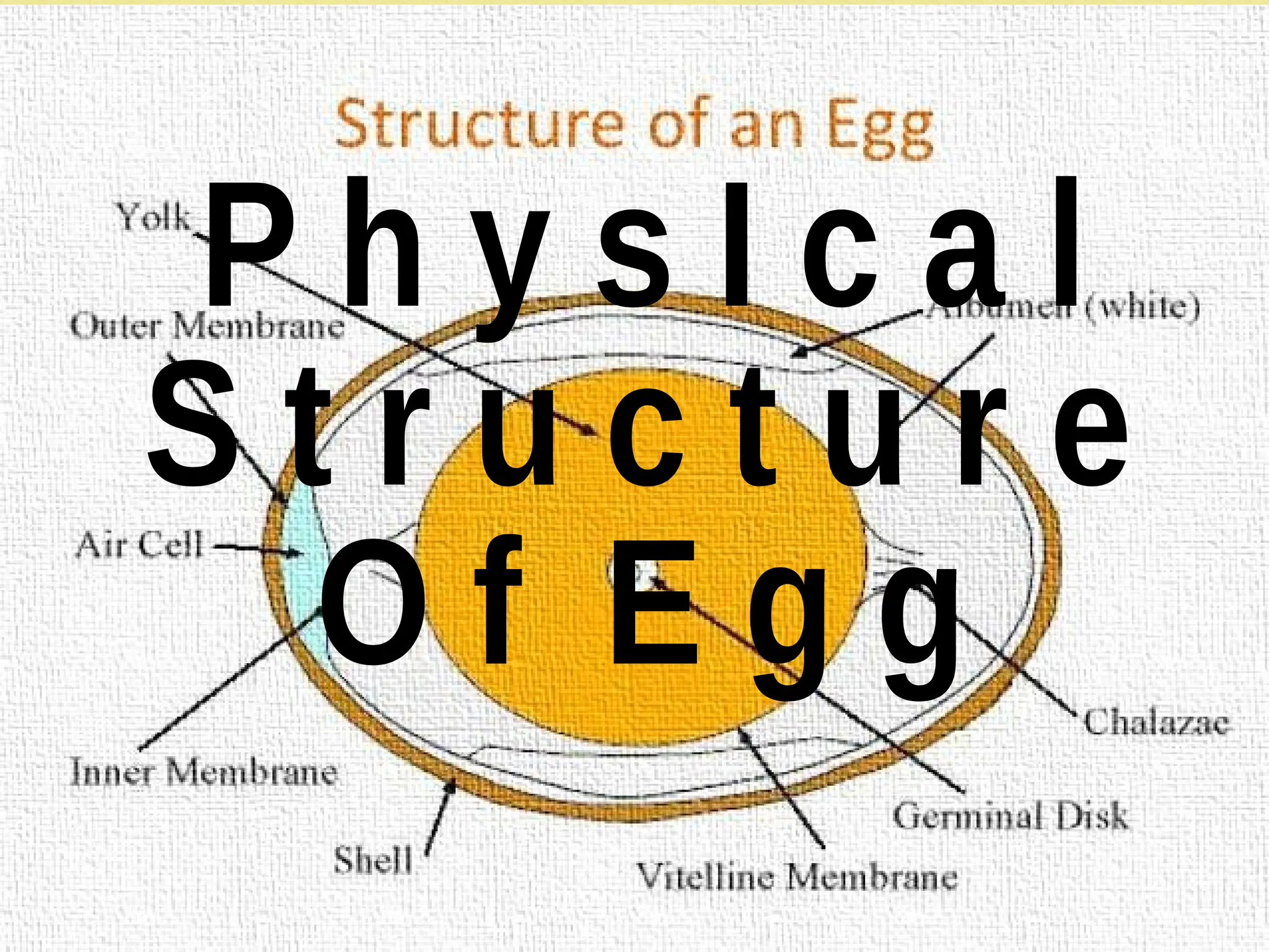 PHYSICAL STRUCTURE OF EGG TLE 1010.pptx