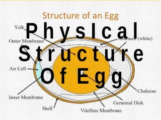 PHYSICAL STRUCTURE OF EGG TLE 1010.pptx