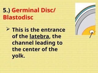 PHYSICAL STRUCTURE OF EGG TLE 1010.pptx