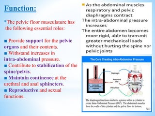 Physical therapy for specific female pelvic floor related dysfunction (stress urinary ...