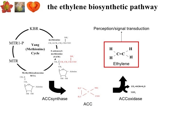 Physic Meets Biology Lkdin