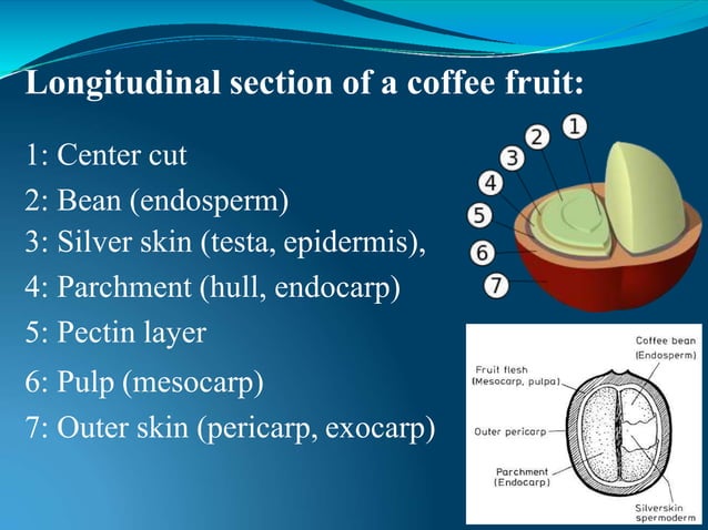 Physico chemical changes roasting of coffee | PPT
