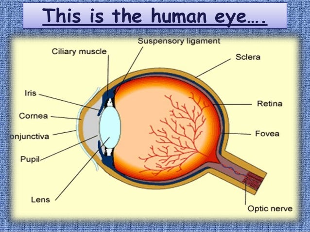 Physics ( human eye and the colourful world).