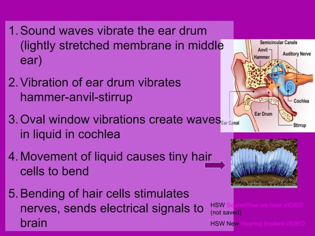 Physics 3 notes: light and sound mechanics including eyes, ears ...