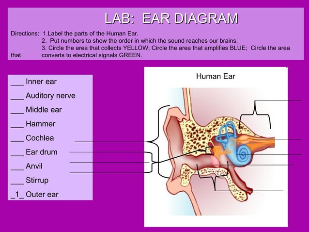 Physics 3 notes: light and sound mechanics including eyes, ears ...