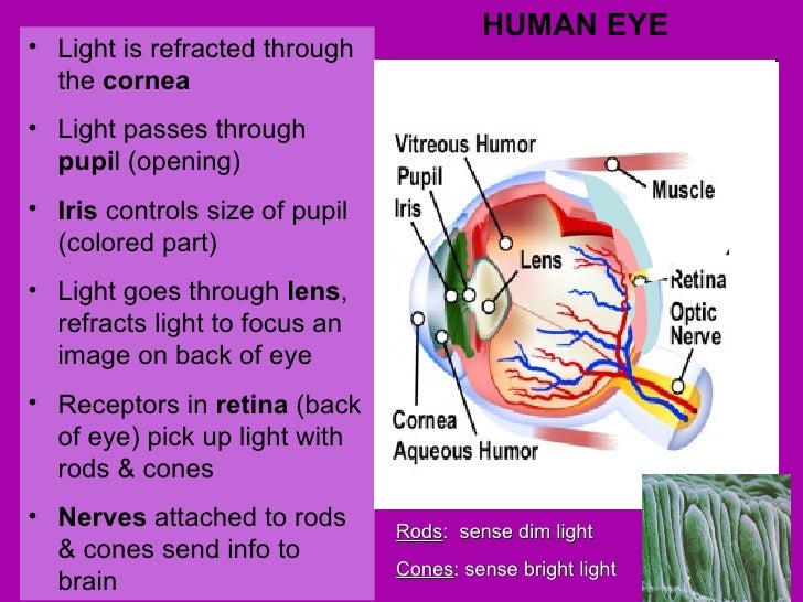 How Light Travels Through The Eye