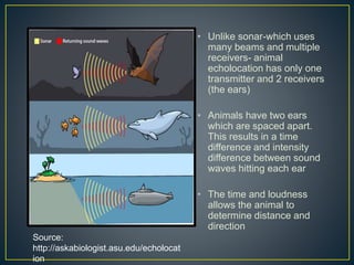 Physics and echolocation | PPTX