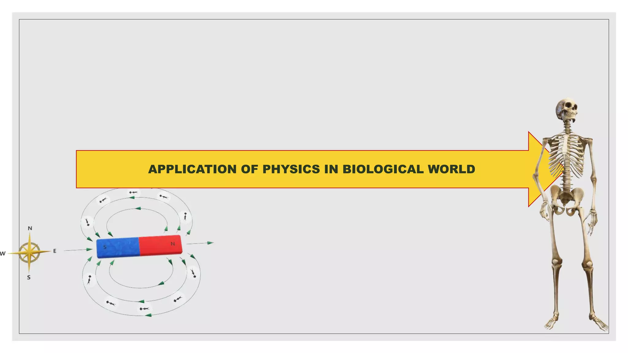 PHYSICS IN BIOLOGY.pptx