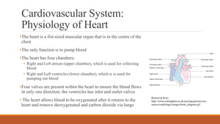 Physics of Circulatory Systems | PPTX