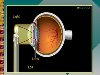 Physics of the Human Eye | PPT | Eye and Vision Conditions | Diseases ...