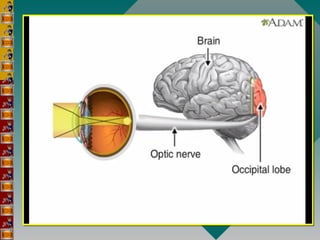 Physics of the Human Eye | PPT