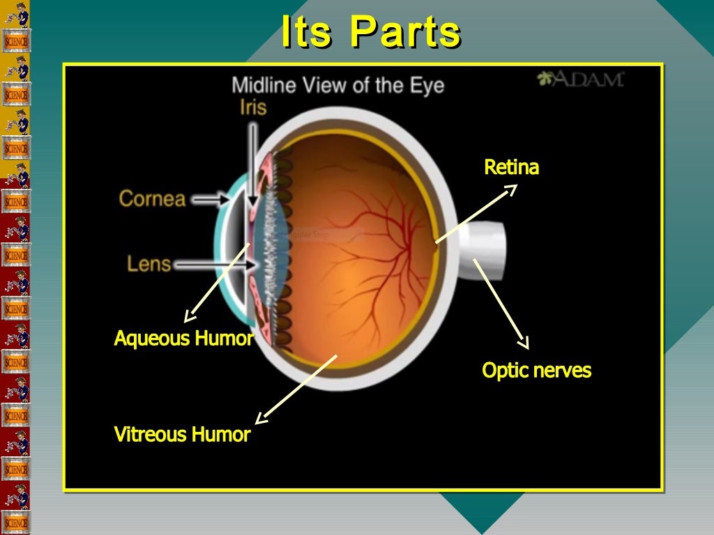 Physics Of The Human Eye