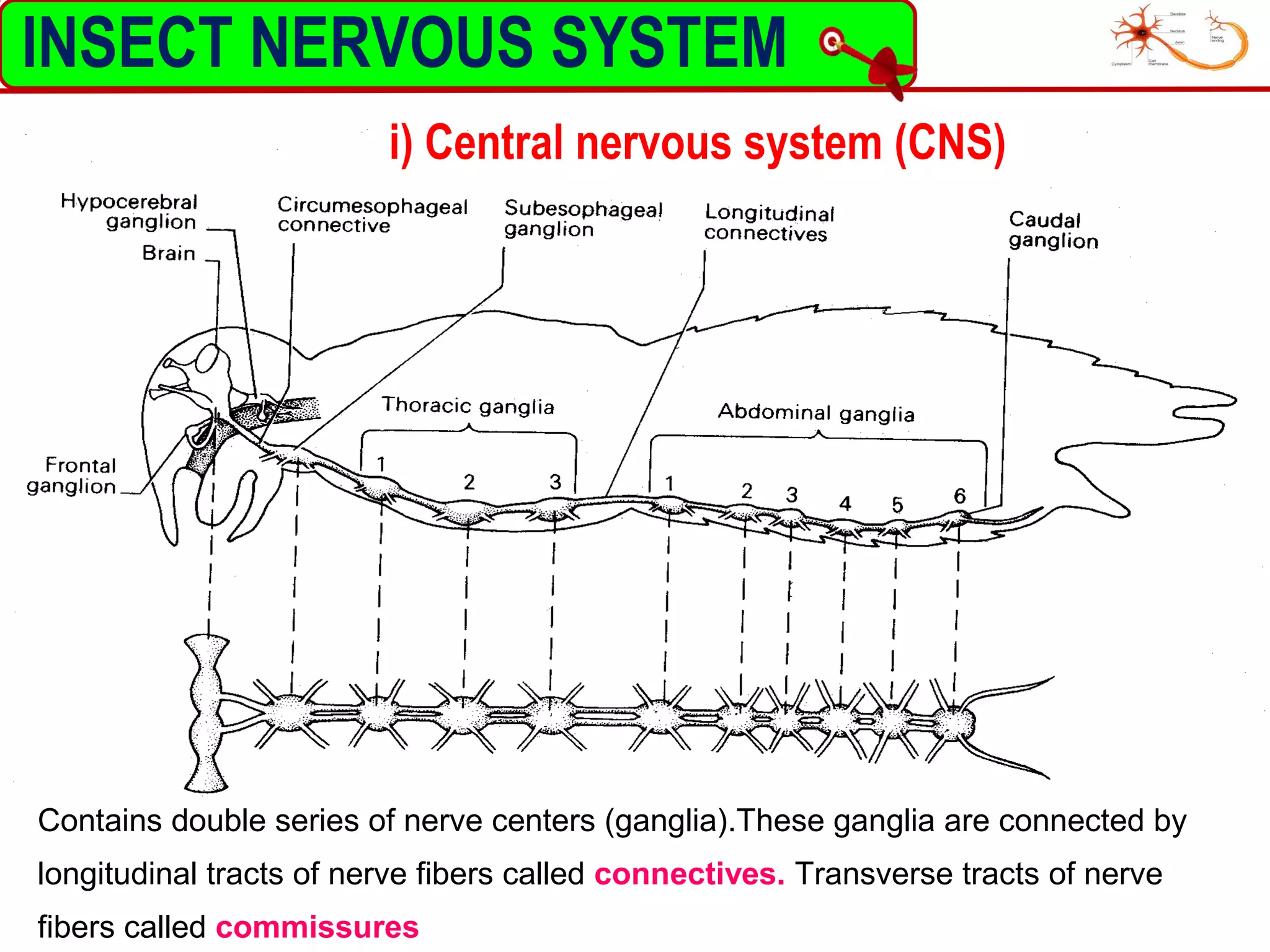 PHYSIOLOGY OF IMPULSE TRANSMISSION IN INSECTS SSNAIK TNAU | PPT