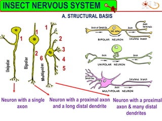 PHYSIOLOGY OF IMPULSE TRANSMISSION IN INSECTS SSNAIK TNAU | PPT