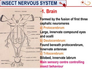 PHYSIOLOGY OF IMPULSE TRANSMISSION IN INSECTS SSNAIK TNAU | PPT