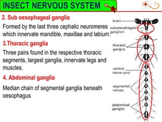 PHYSIOLOGY OF IMPULSE TRANSMISSION IN INSECTS SSNAIK TNAU | PPT