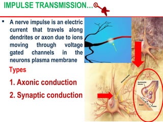 PHYSIOLOGY OF IMPULSE TRANSMISSION IN INSECTS SSNAIK TNAU | PPT