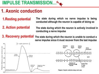 PHYSIOLOGY OF IMPULSE TRANSMISSION IN INSECTS SSNAIK TNAU | PPT