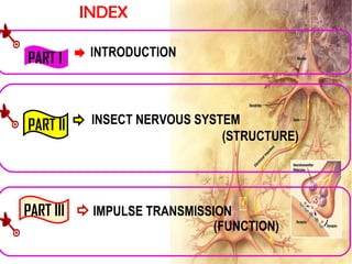 PHYSIOLOGY OF IMPULSE TRANSMISSION IN INSECTS SSNAIK TNAU | PPT