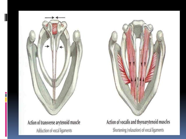 Physilogy of phonation by Dr.Ashwin Menon | PPTX | Ear, Nose and Throat ...