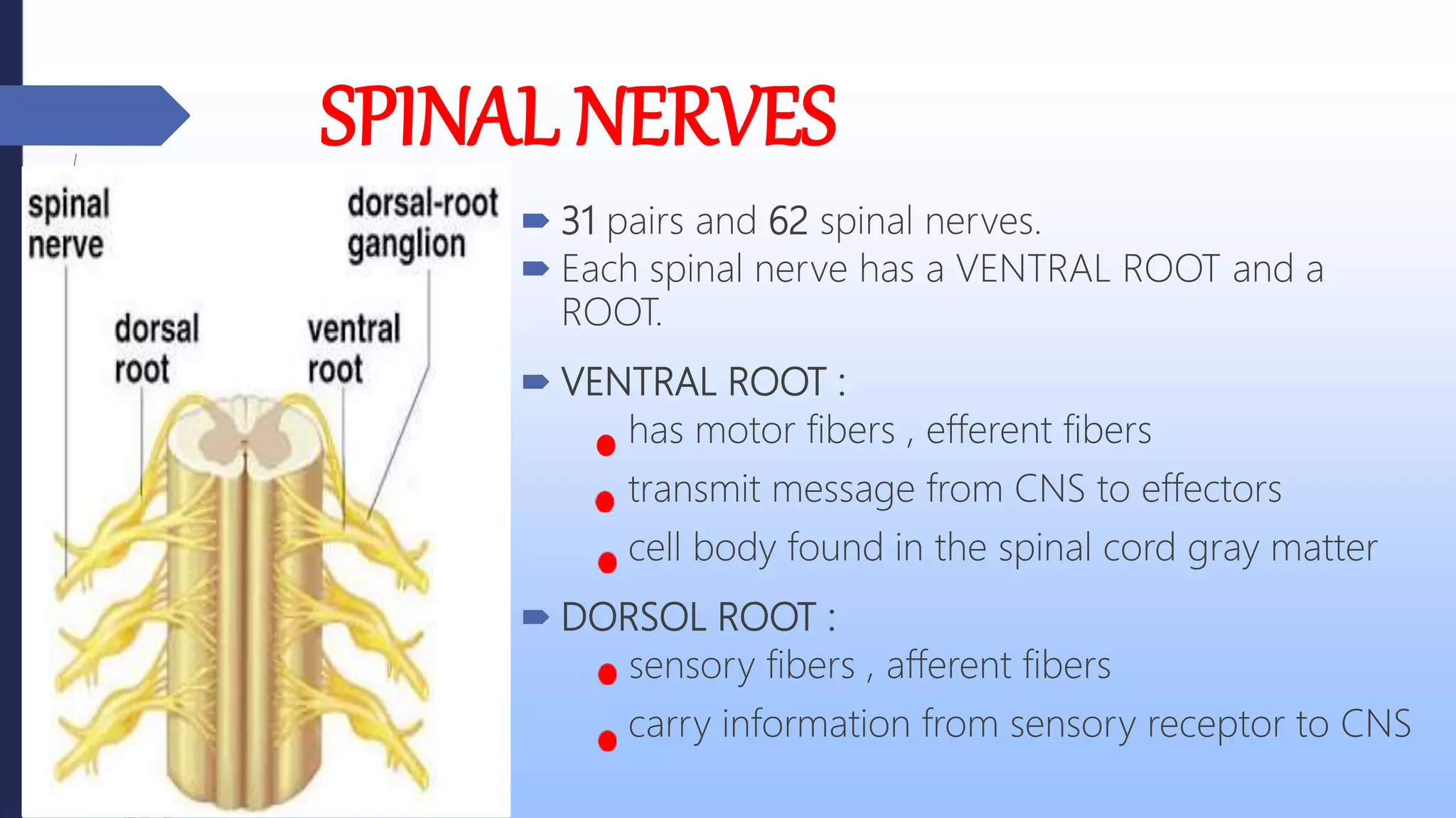 NERVOUS SYSTEM and it's division | PPTX