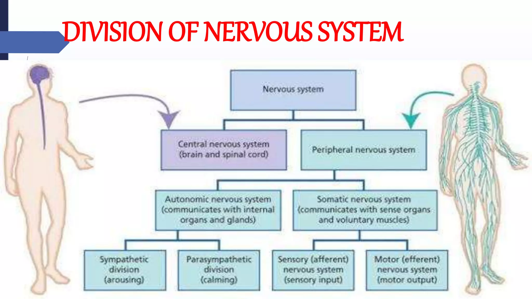 NERVOUS SYSTEM and it's division | PPTX