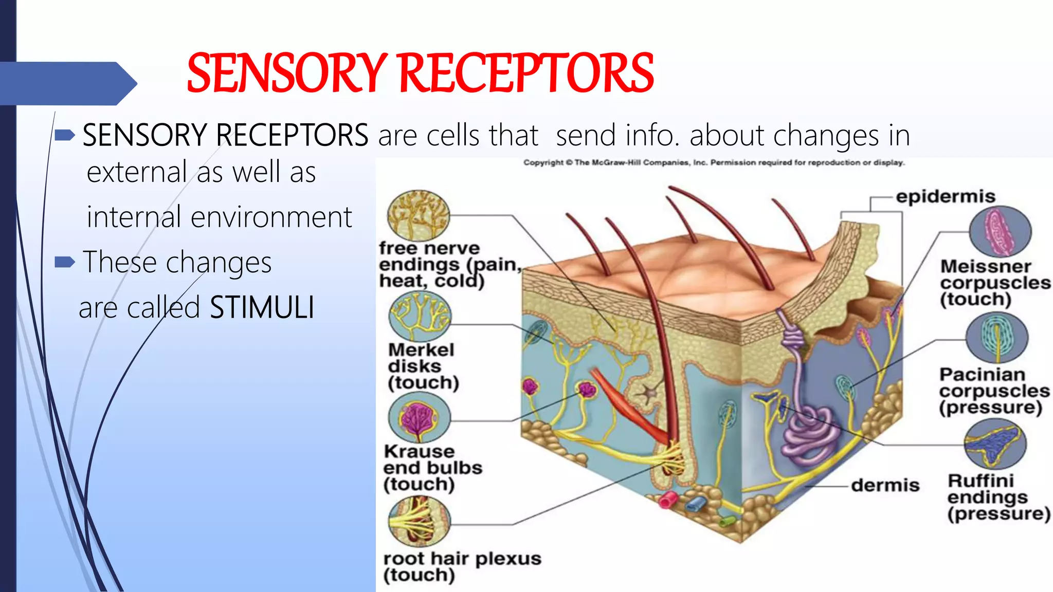 NERVOUS SYSTEM and it's division | PPTX