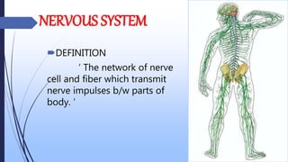NERVOUS SYSTEM and it's division | PPTX