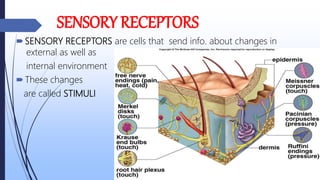 NERVOUS SYSTEM and it's division | PPTX | Brain and Nervous System ...