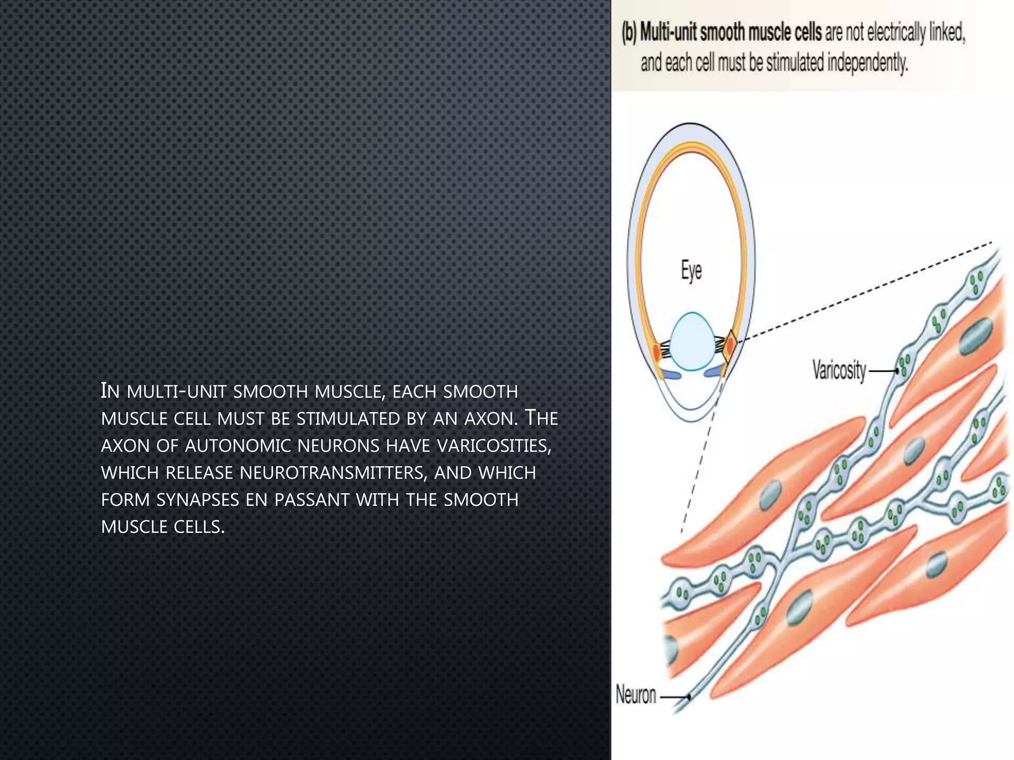 Muscles cells of hollow organs | PPTX
