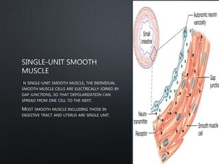 Muscles cells of hollow organs | PPT