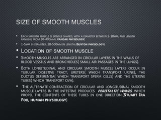 Muscles cells of hollow organs | PPT