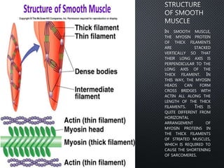 Muscles cells of hollow organs | PPTX