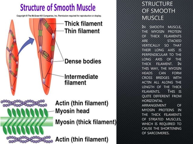 Muscles cells of hollow organs | PPT