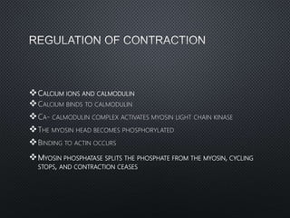 Muscles cells of hollow organs | PPT