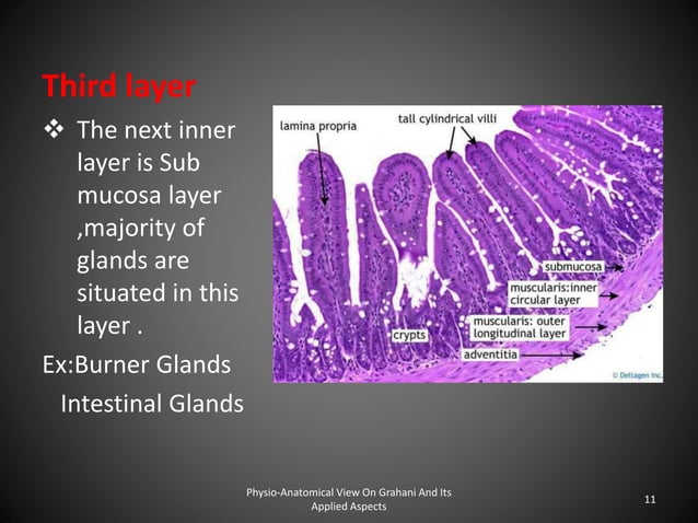 Physio Anatomical view of grahani (AYURVEDA) | PPTX