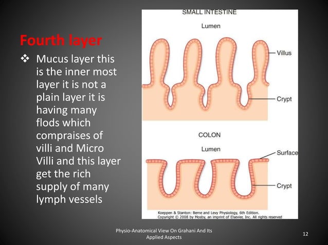 Physio Anatomical view of grahani (AYURVEDA) | PPTX