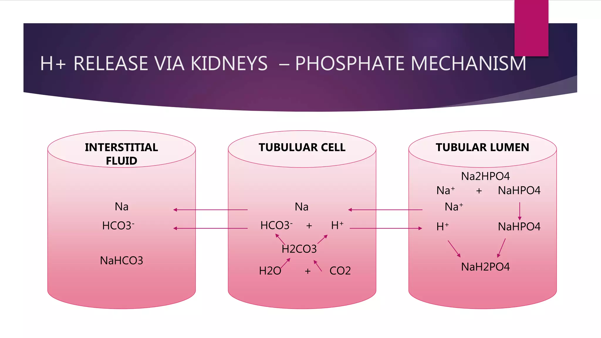 PHYSIO-BIOCHEMISTRY OF ACID BASE BALANCE.pptx