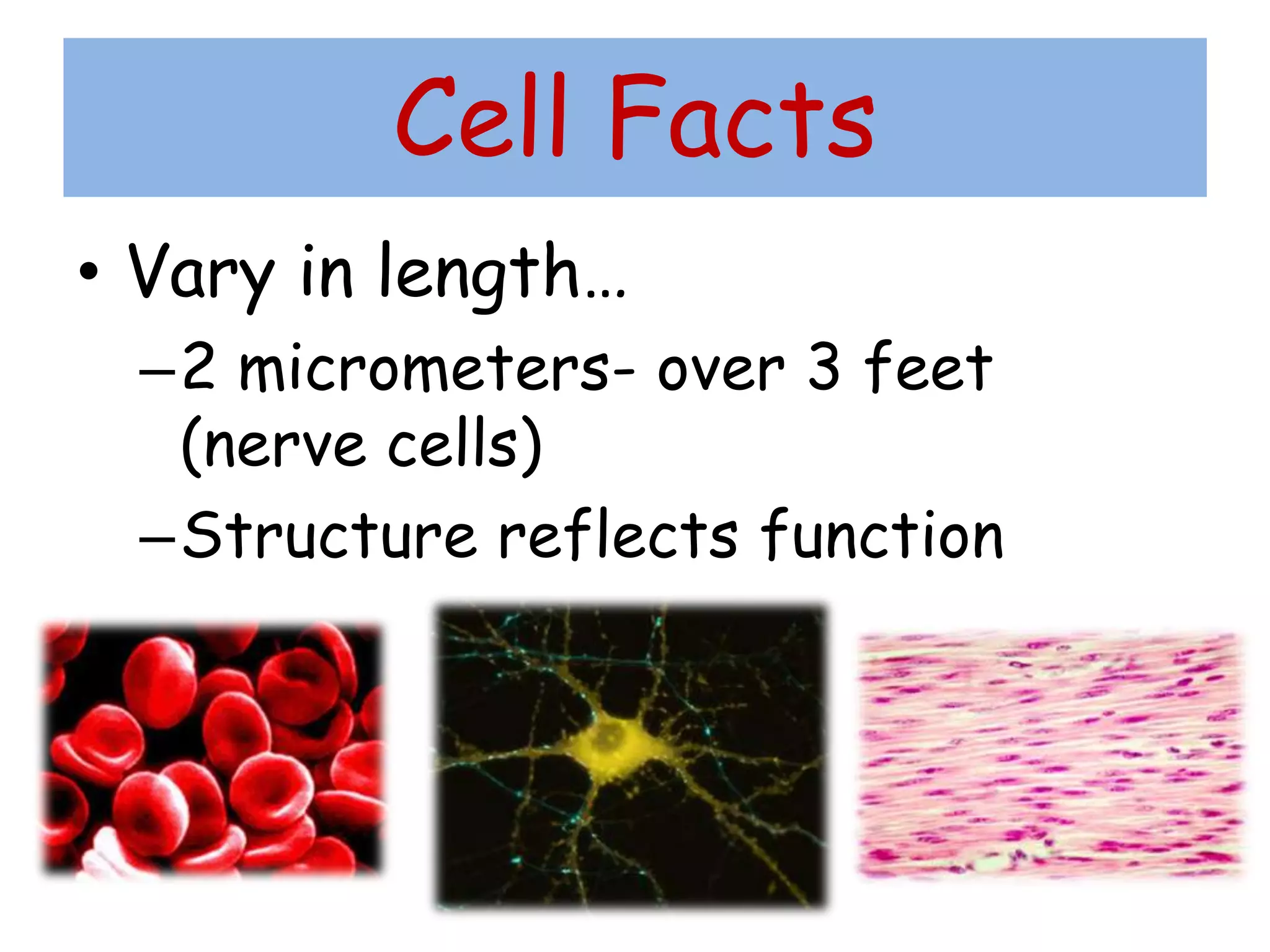 Physio day14- intro to cells | PPTX