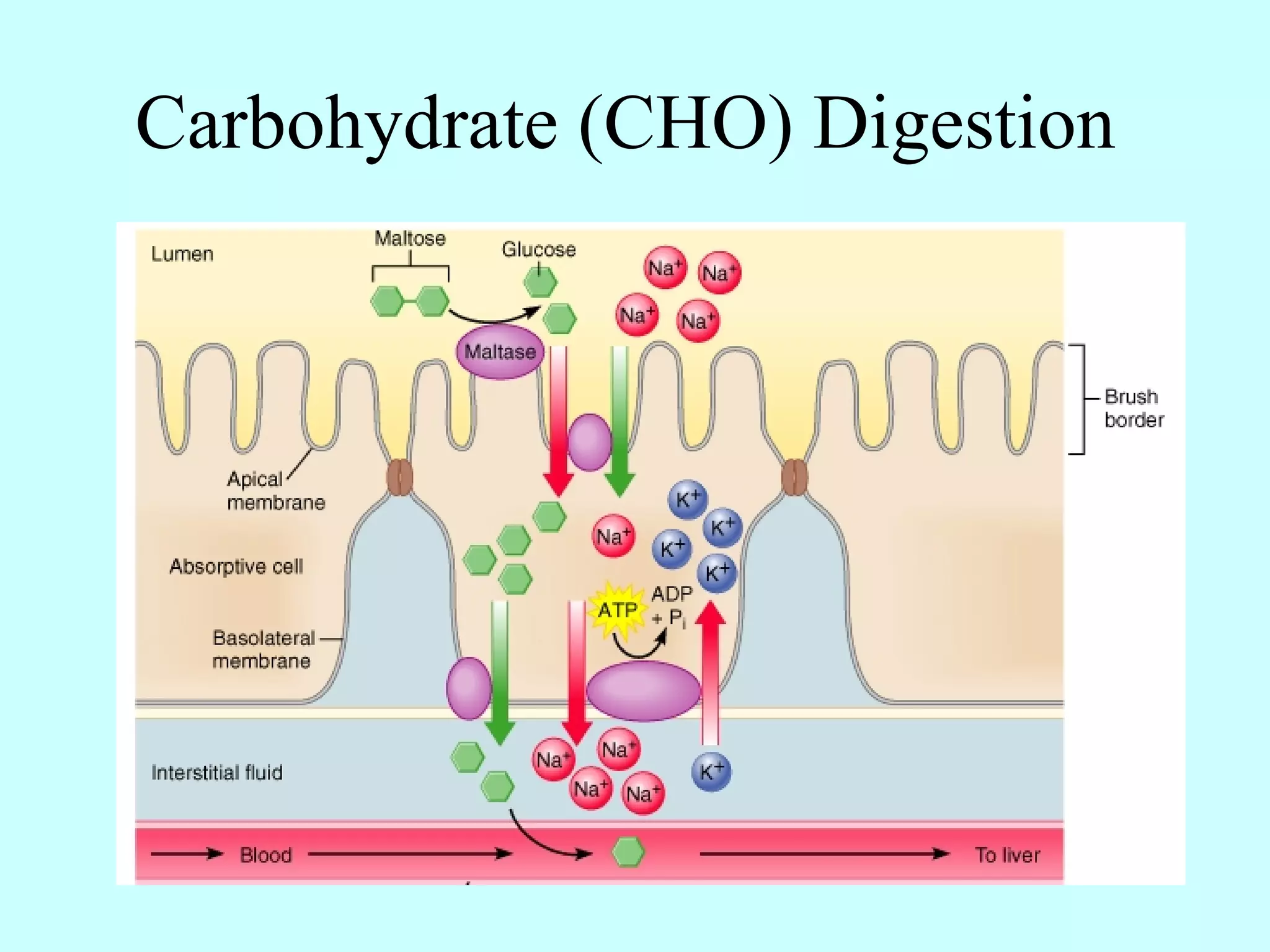 Physio Gi 9,10. | PPT