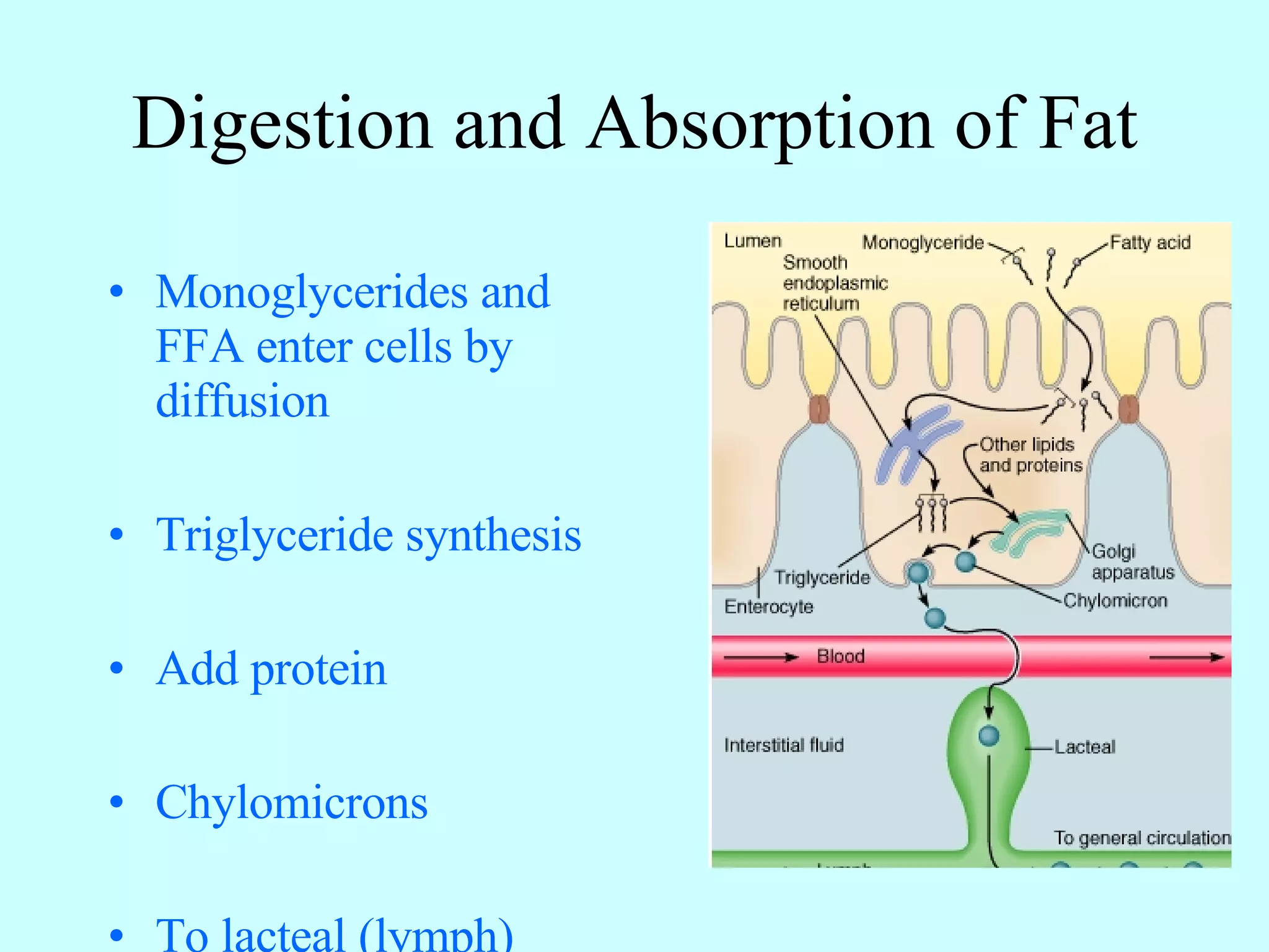 Physio Gi 9,10. | PPT