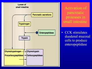 Physio Gi Hormones13. | PPT